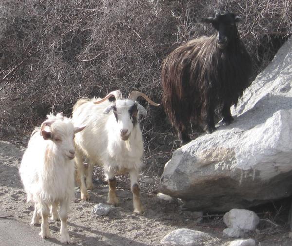 Pashmina Goat Breed Profile - Goat Journal